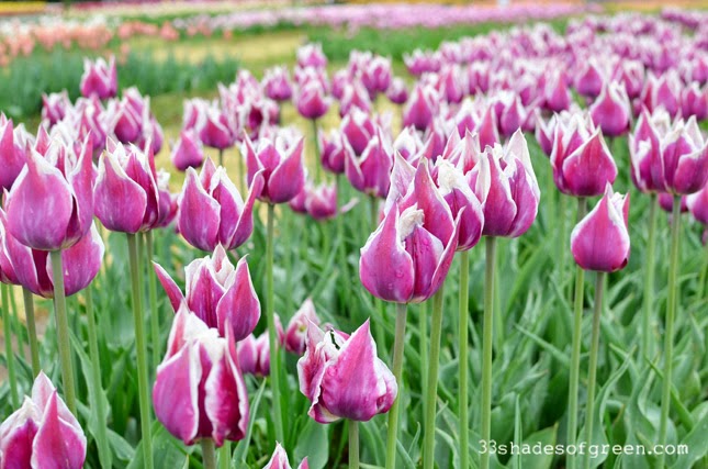 33 Shades of Green: A Walk Through the Tulips