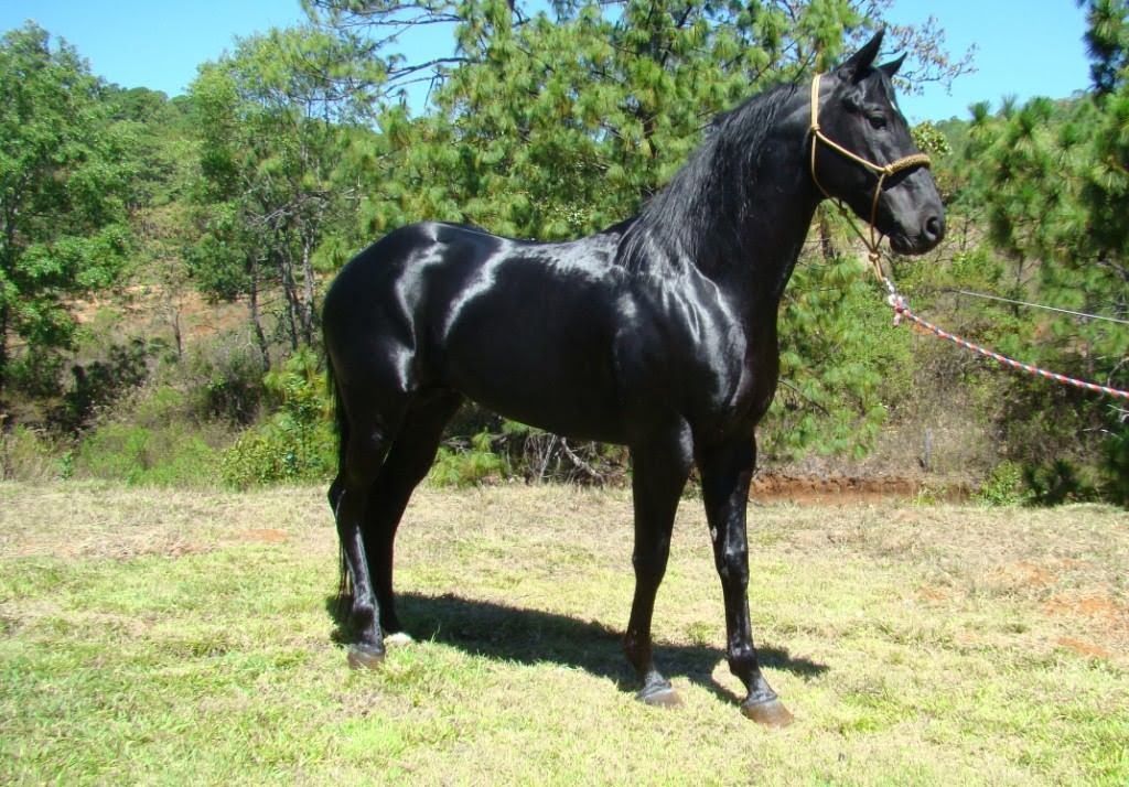 LAS AVENTURAS DEL CAPULÍN: enero 2014