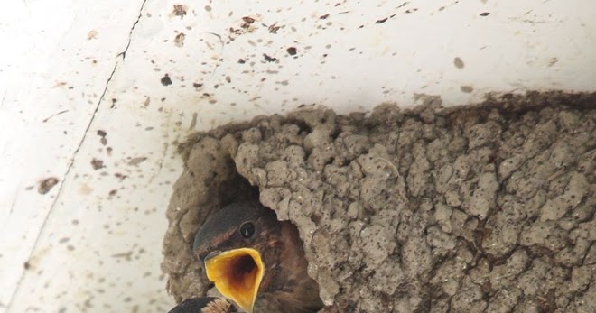 CLIFF SWALLOW