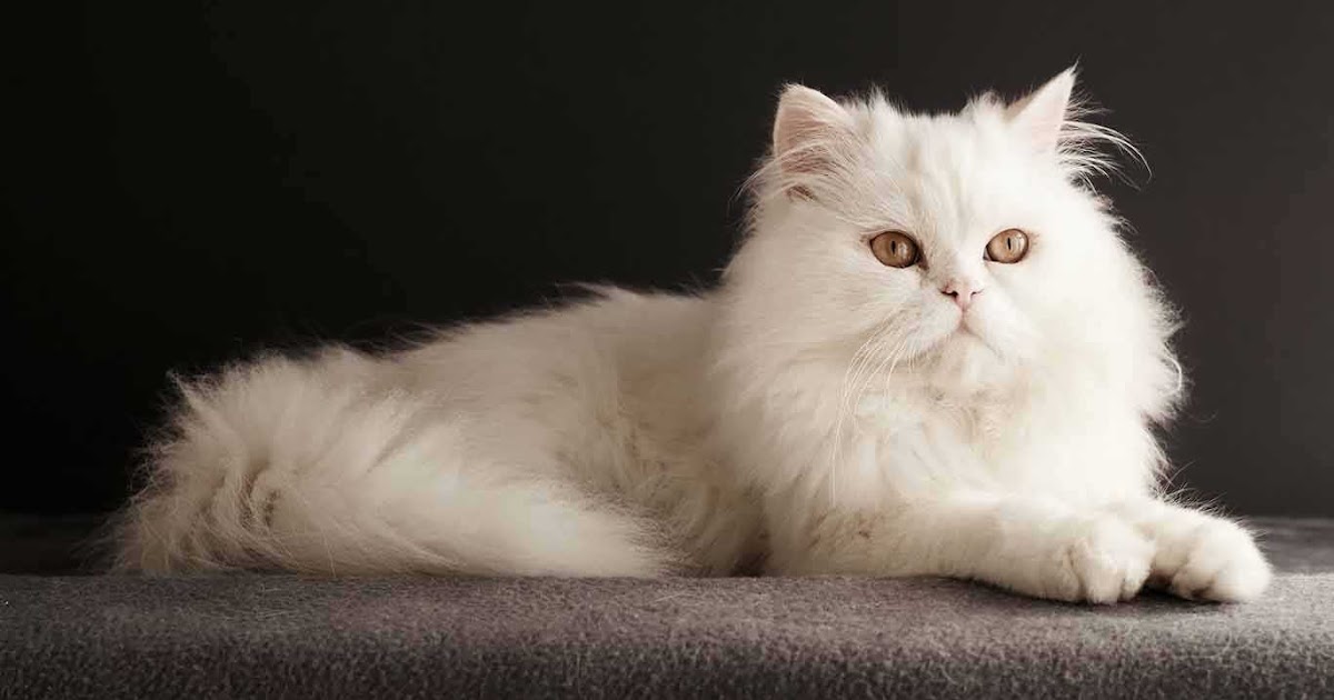 Tips Merawat Kucing Persia