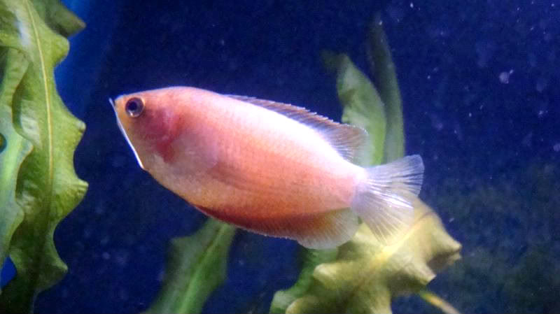 Colisa Labiosa , confundida la Colisa Chuna ~ Fan del Pez