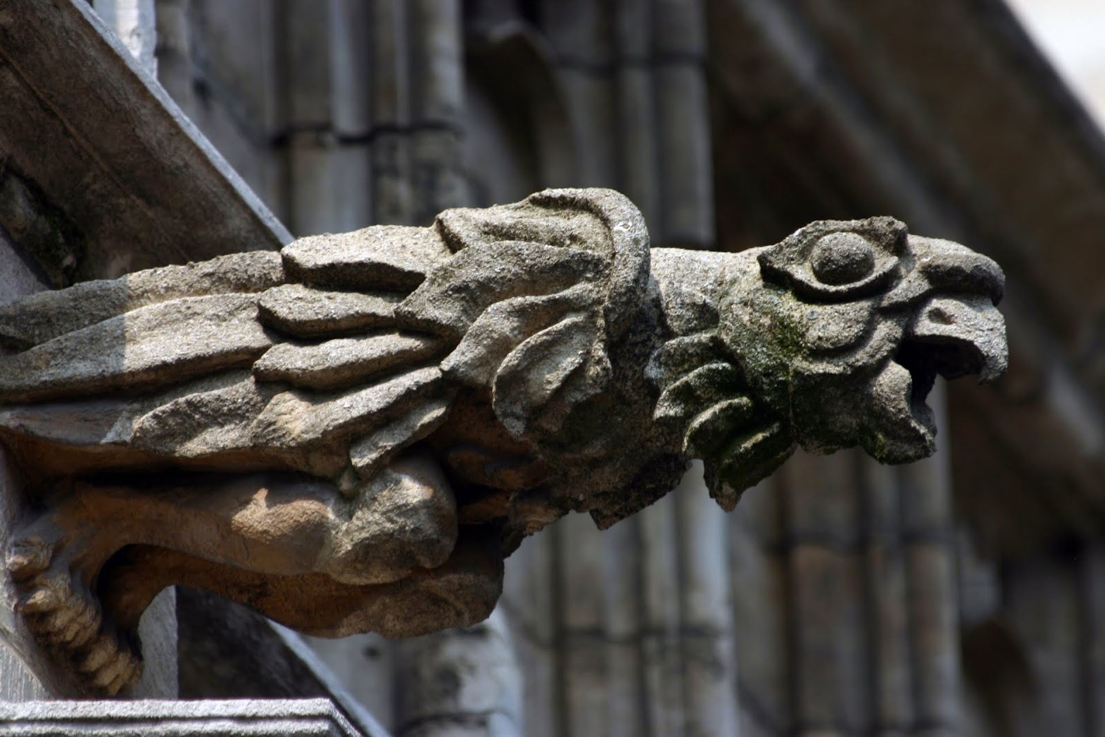 Kiwi's Angels: Parrot Gargoyles