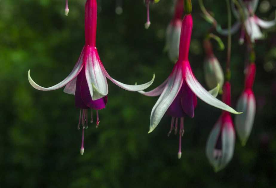 How to Grow Fuchsia: Care, Types, and Growing Tips - Cultivation; Plant ...