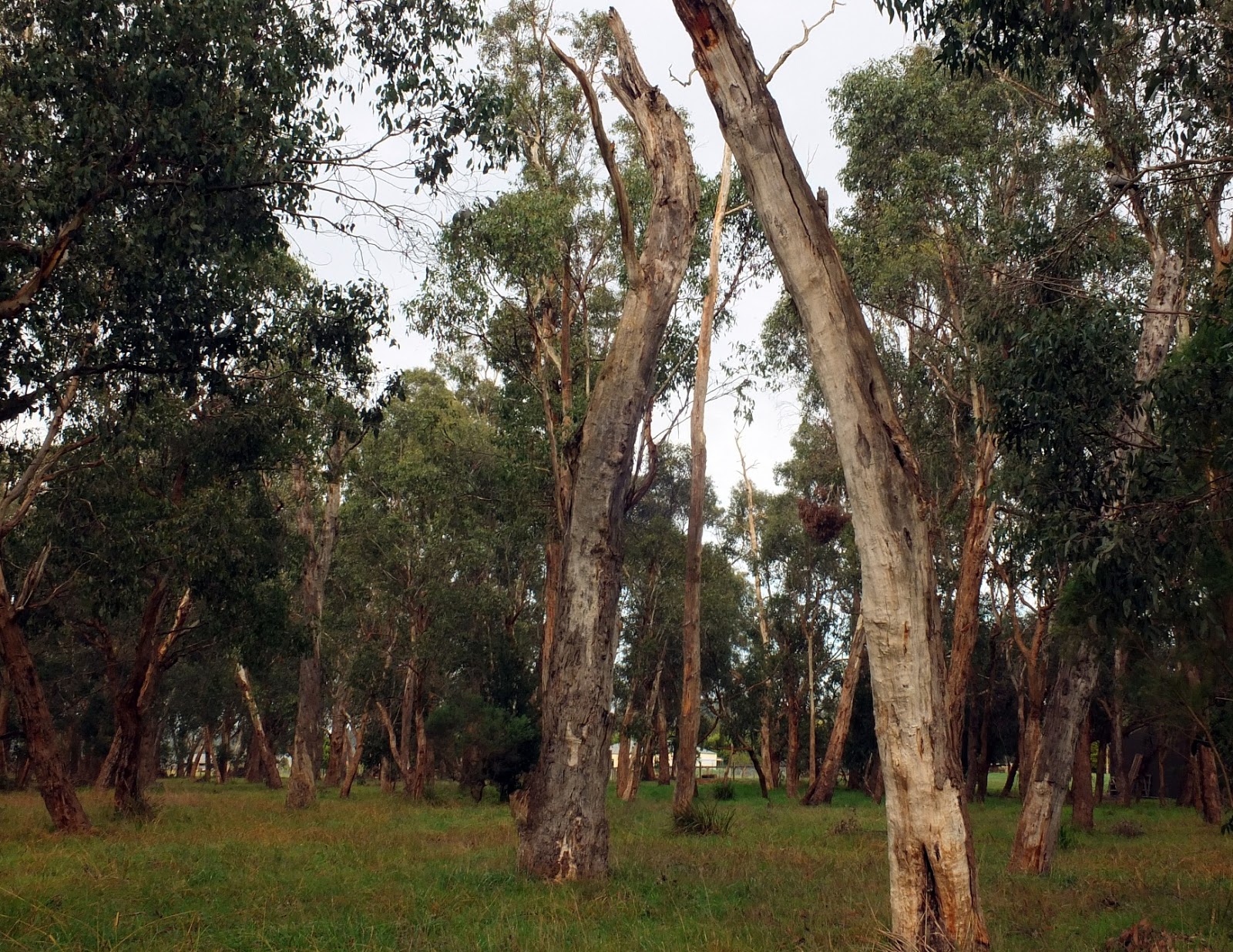 Friends of Drouin's Trees: The Value of Dead Trees