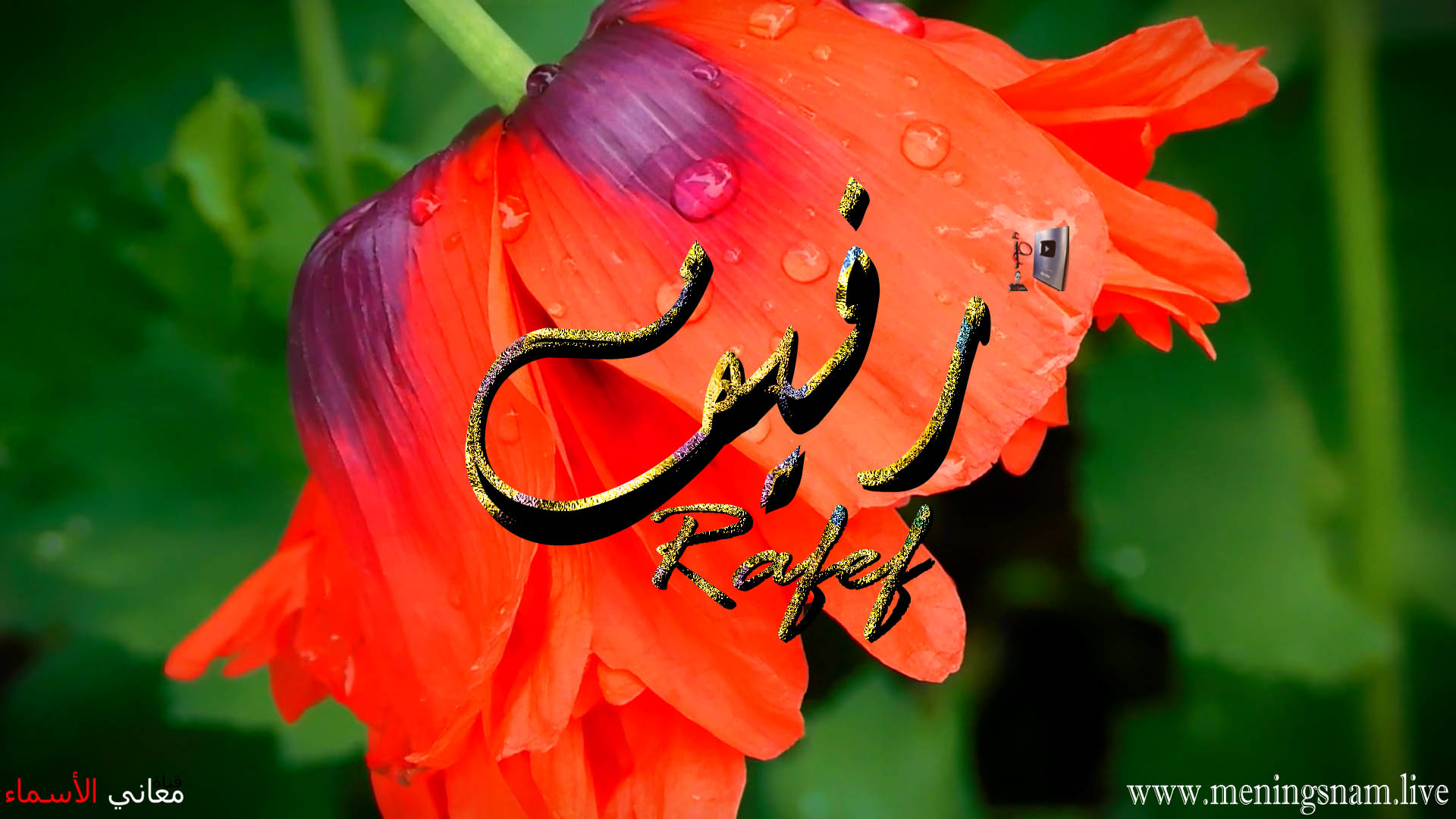 معنى اسم رفيف وصفات حاملة و حامل هذا الاسم Rafef - معاني الأسماء ومعاني ...