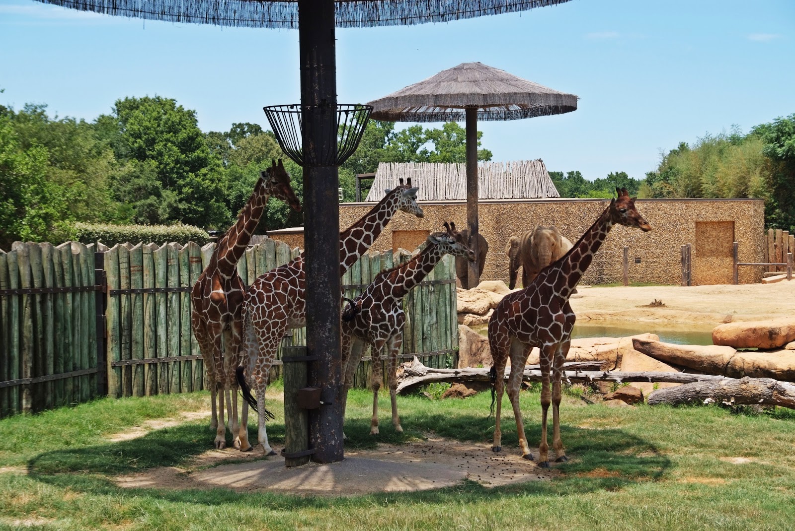 focused LINZ: strolling around the Caldwell Zoo...