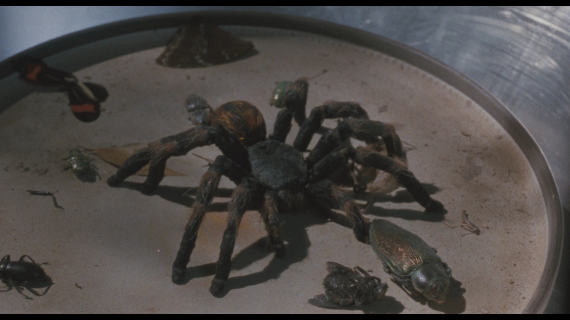 Happyotter: ARACHNOPHOBIA (1990)