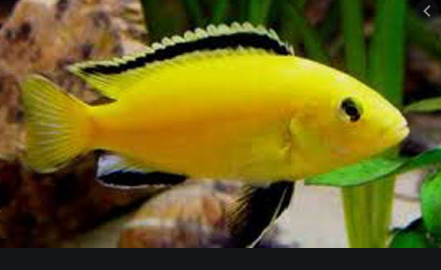 Cara Budidaya Ikan Lemon Di Akuarium Omset Puluhan Juta