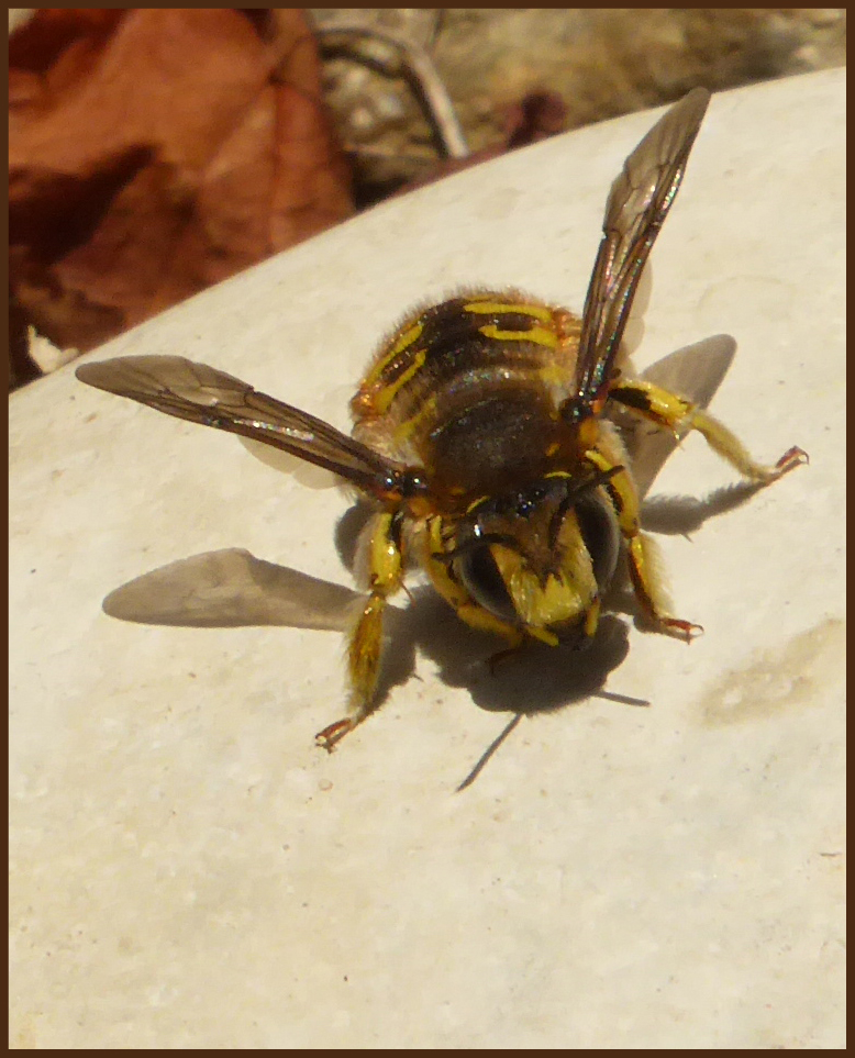 ...COQUELICOTS, COQUILLAGES...et BELLES PAGES !: Bienvenue à l'anthidie ...