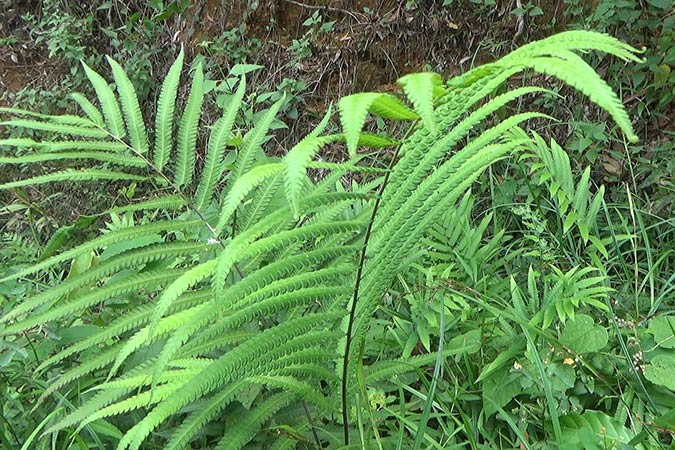 Swamp fern (Cyclosorus interruptus)