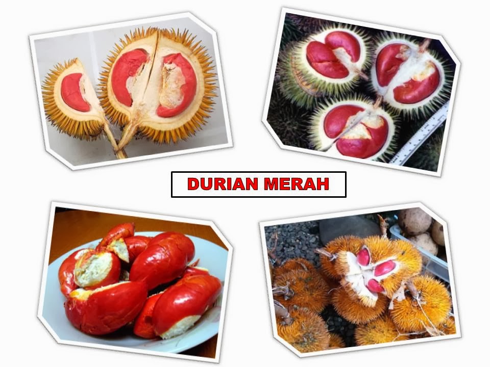 VARIASI PRODUK SABAH: DURIAN MERAH