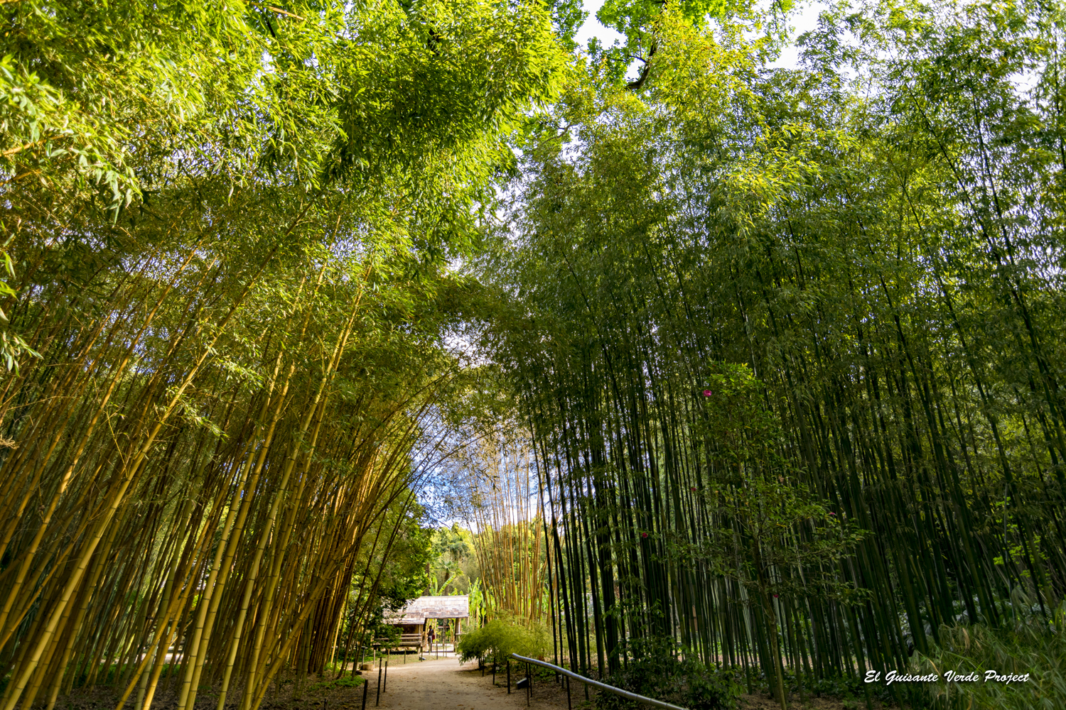 La Bambouseraie en Cévennes, el mayor bosque de bambú de Europa | El ...