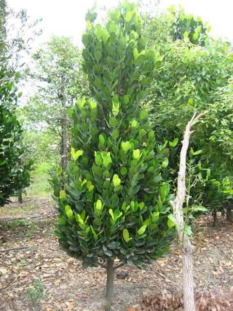 Cycas Varigata: Tanaman hias outdoor Garcinia subelliptica Flora Indah ...