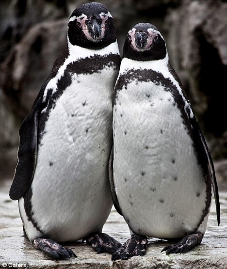 Reserva Nacional Pingüino de Humboldt