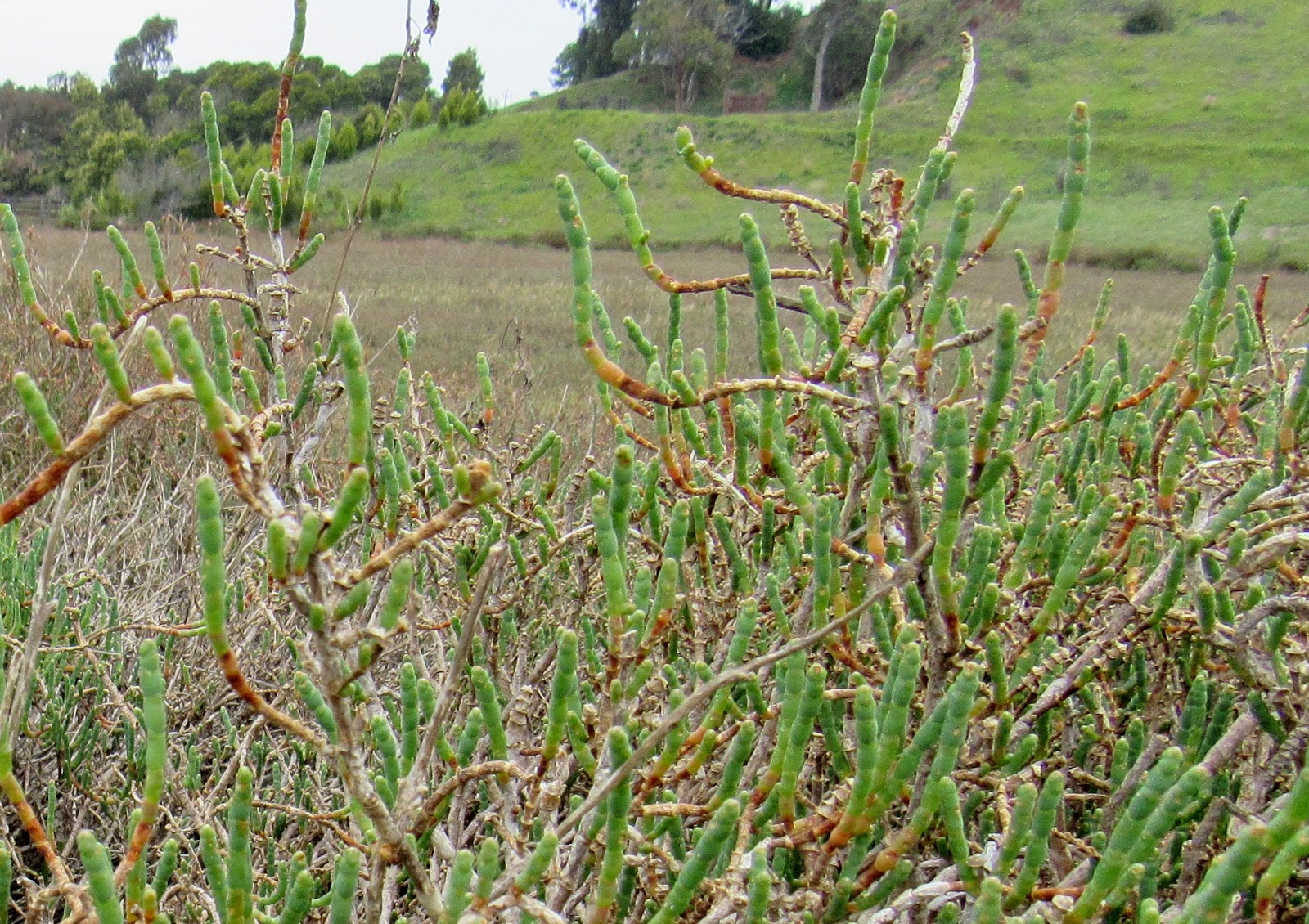 The Importance of Pickleweed & The Plight of California's Coastal Salt ...