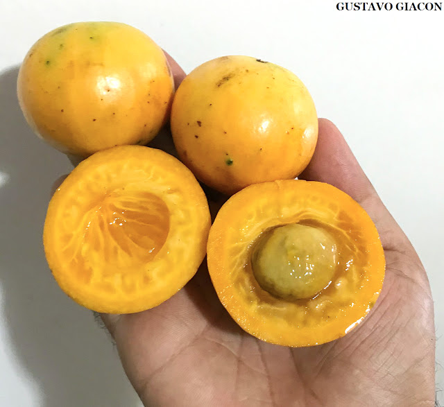 Viveiro Ciprest - Plantas Nativas e Exóticas: Cambucá ( Plinia edulis )