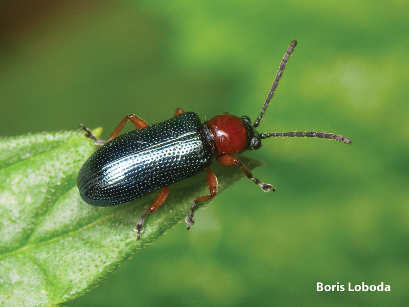Prairie Pest Monitoring Network Blog: Insect of the Week (July 2 ...