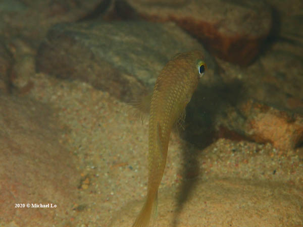 The rainforests of Borneo & Southeast Asia: Freshwater underwater world ...