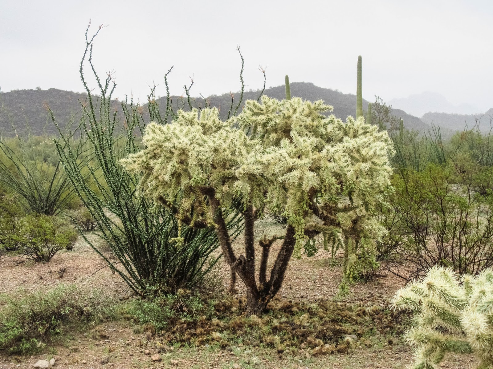 Chain Fruit Cholla