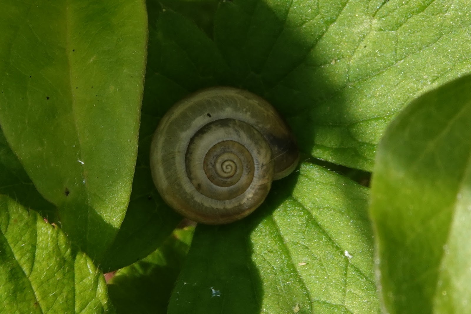 Blue Eyed Birder: Green Urban Birding: The Ranscombe Loop 7th July 2020