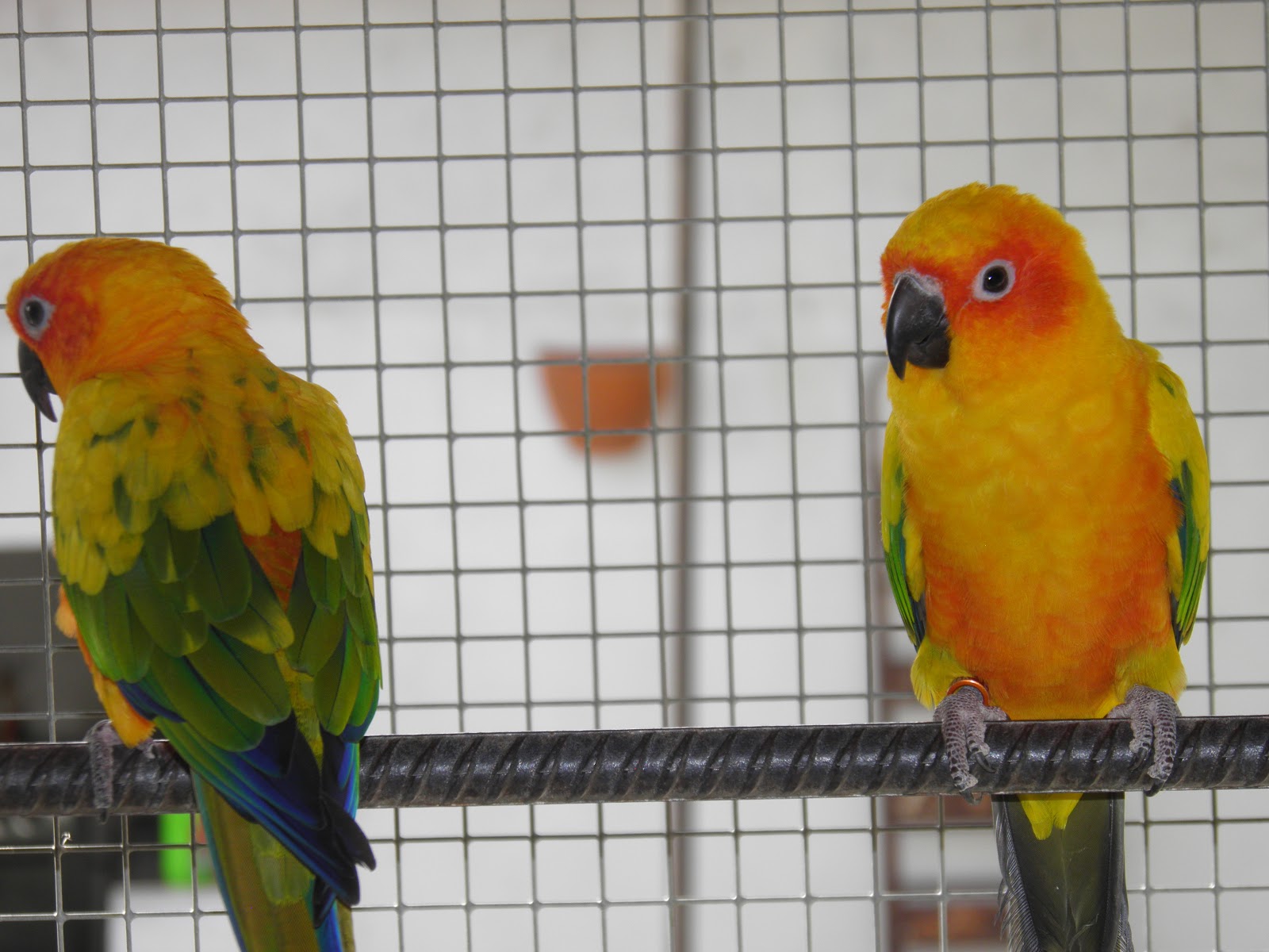 J & F Aves - Stam 142M: Aratingas solstitialis