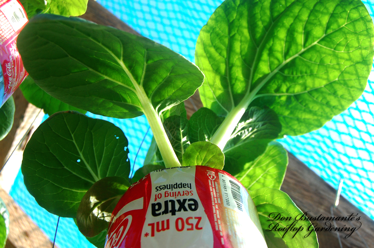 Don Bustamante's Rooftop Garden: Hanging Pechay