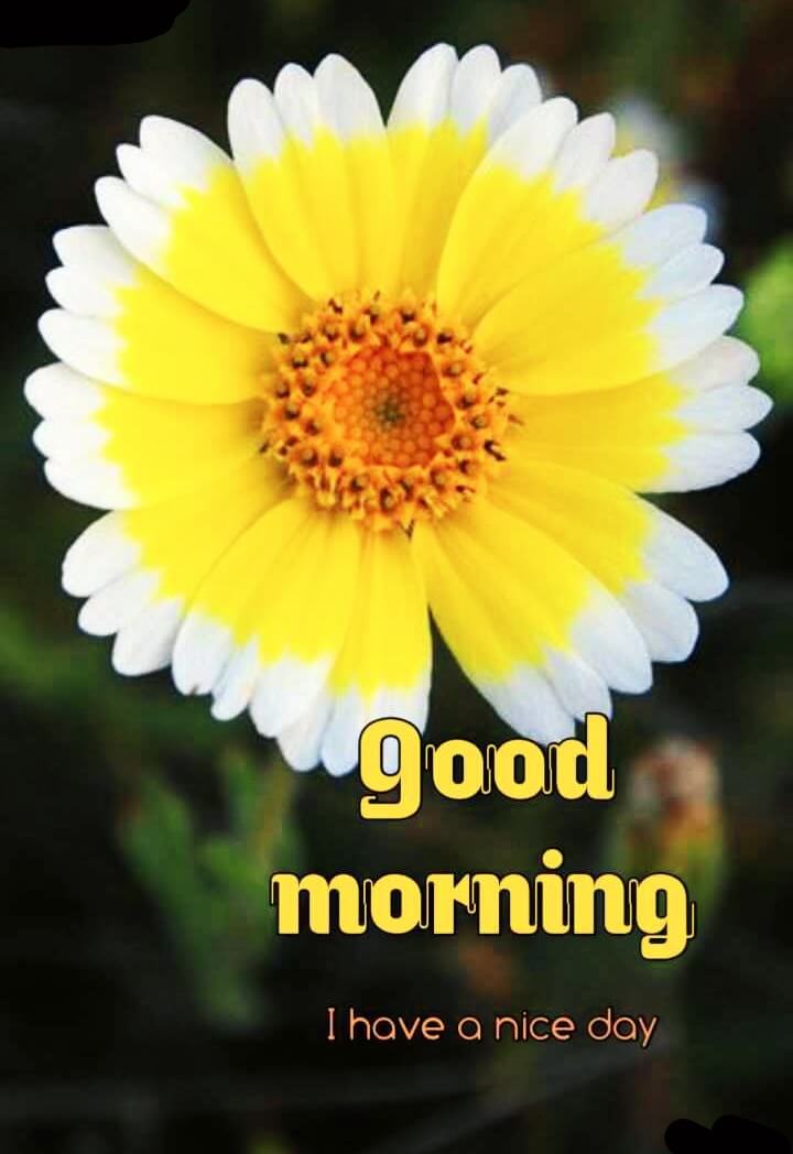 Good Morning Pictures