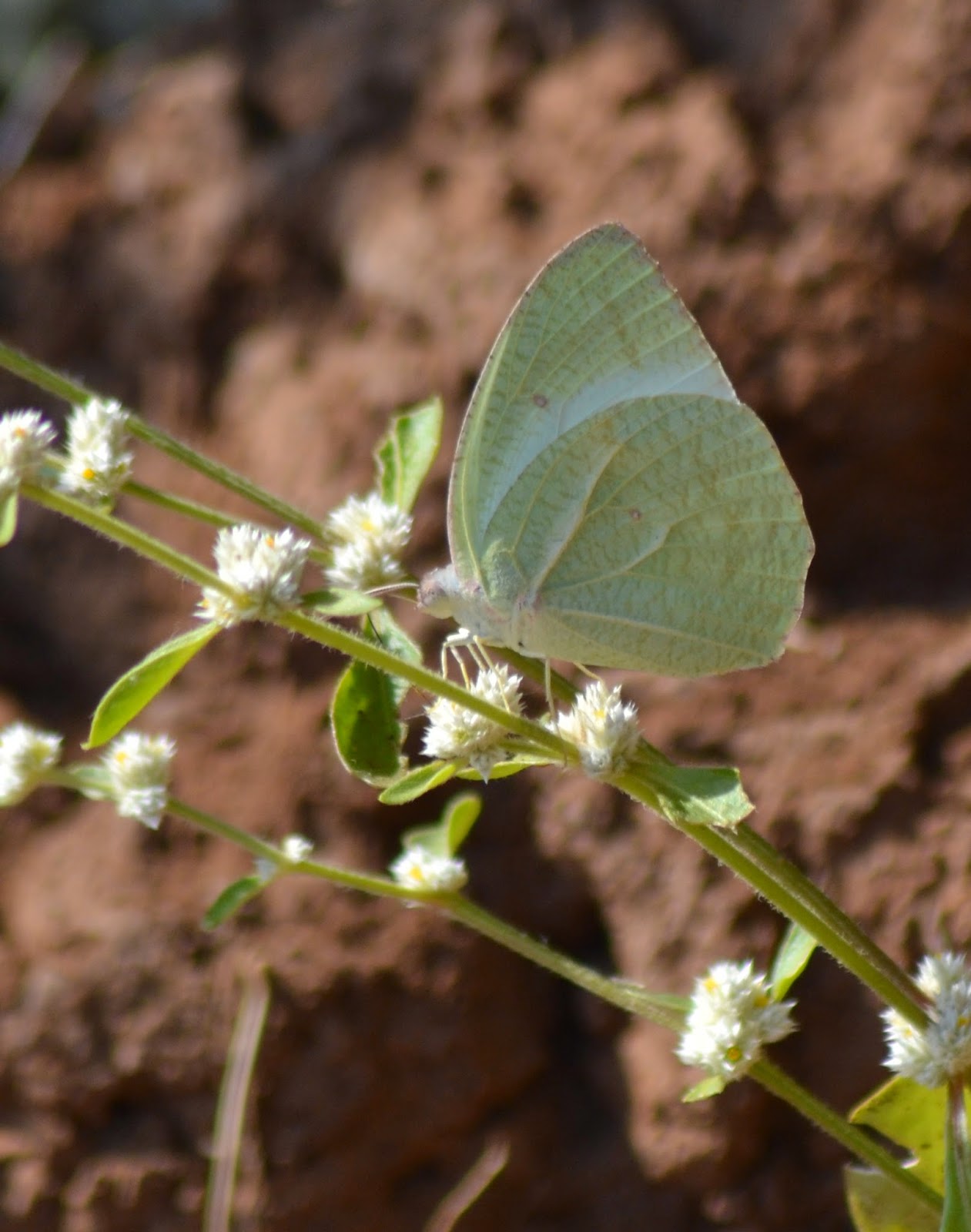 WWF-MSO: Glory of Allapalli, Hemalkasa - Gadchiroli
