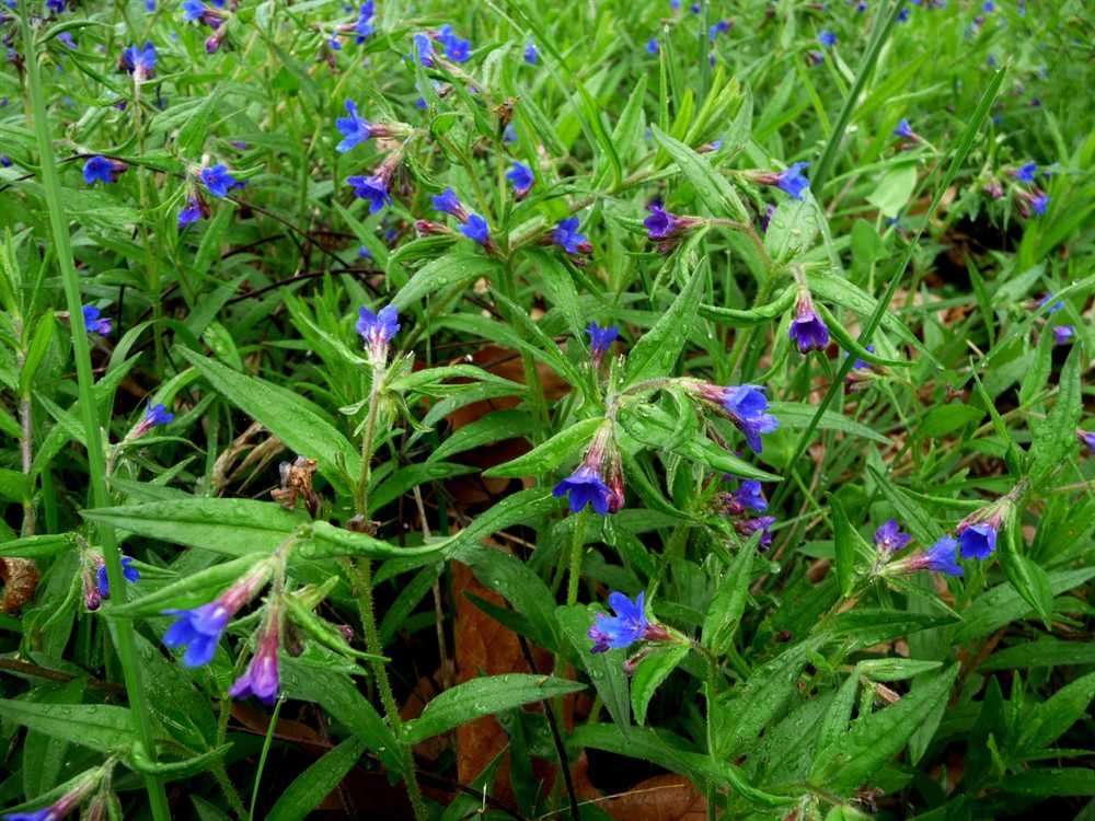 Lithospermum purpurocaeruleum - Alchetron, the free social encyclopedia