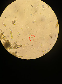 JCU Aquatic Resources : Old Woman Creek