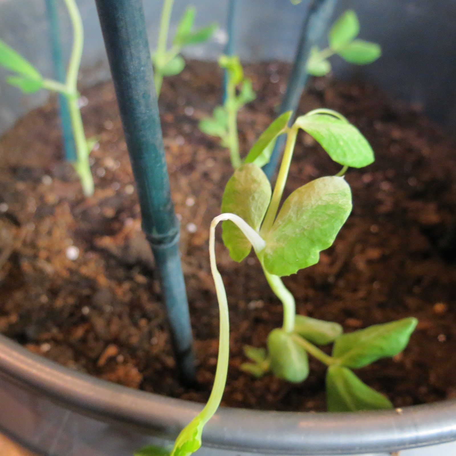 The Rusted Vegetable Garden