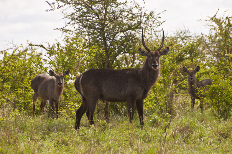 Mission to Maua: Mission to Maua #10 - Meru National Park