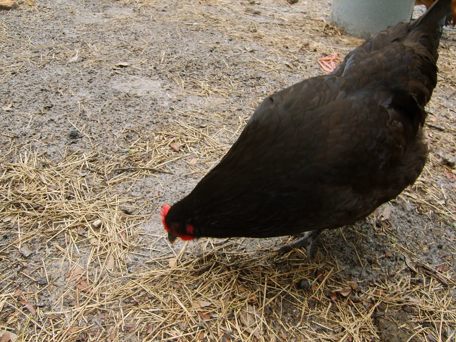 Chicky Chatter: CHICKEN BREEDS