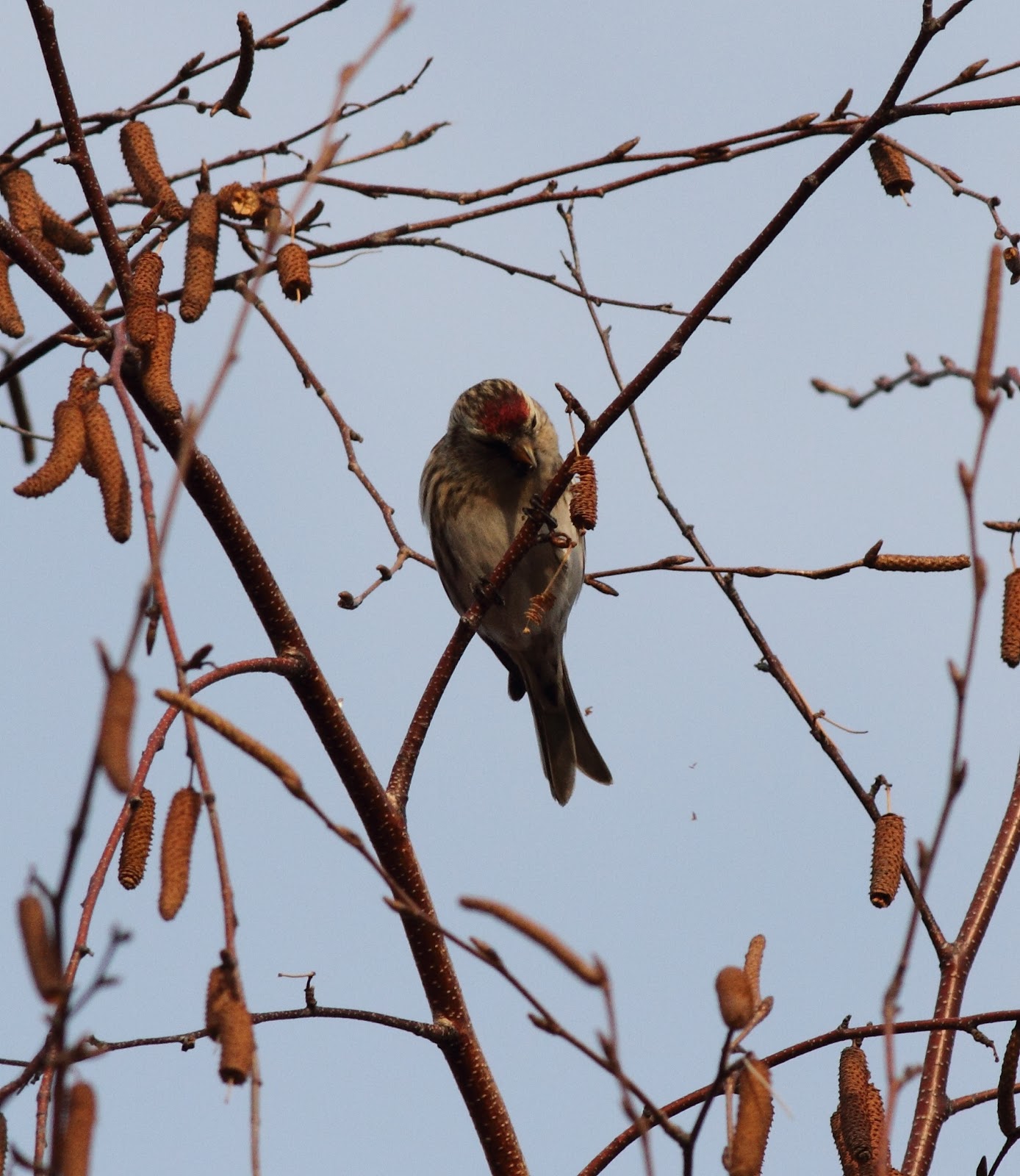 BrandonBirds : 2012 Bird Irruption Fever!
