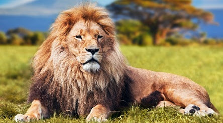 Leul: Simbol și semnificație - diane.ro