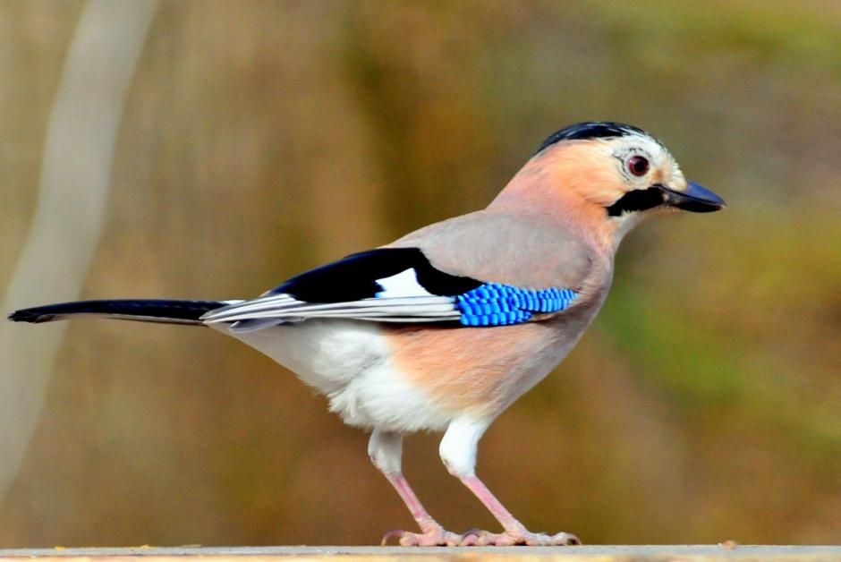 Eurasian Jay - Birds World