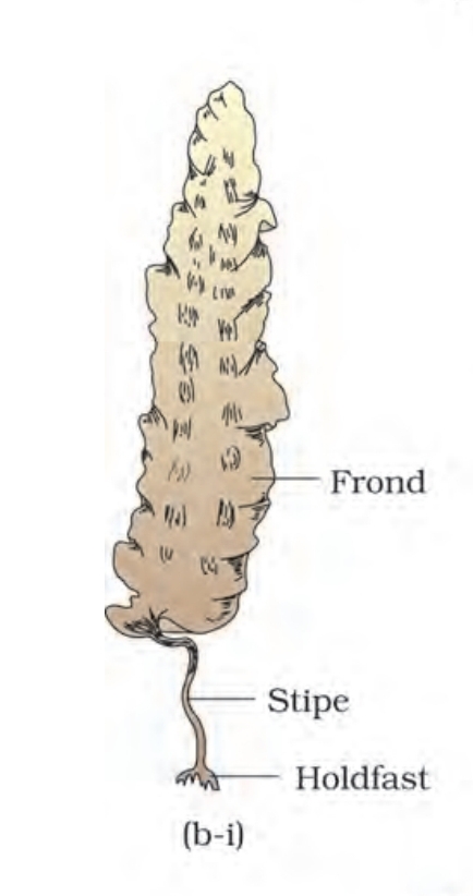 Algae Classification and Characteristic