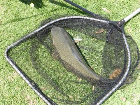 Koedoe Angling Club - Freshwater Carp Angling: ROALD MATTHEE - KARP TE ...