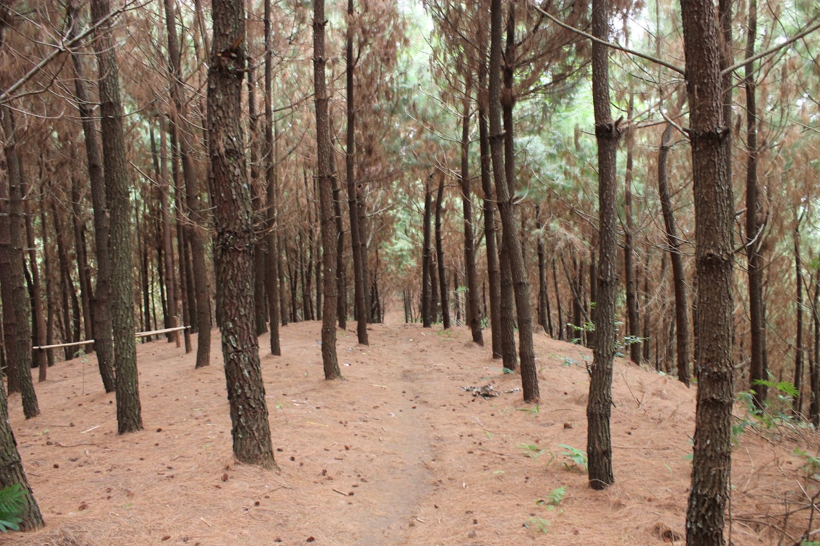 Hutan pinus 1000 (sewu) - Noto Budiyanto