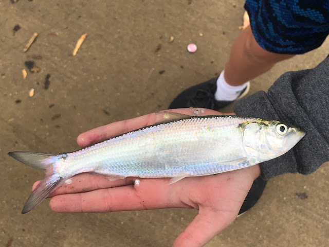 Canoeing In Ohio: Skipjack Shad Next >
