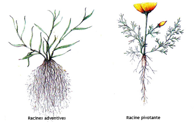 Morphologie des racines - Biologie