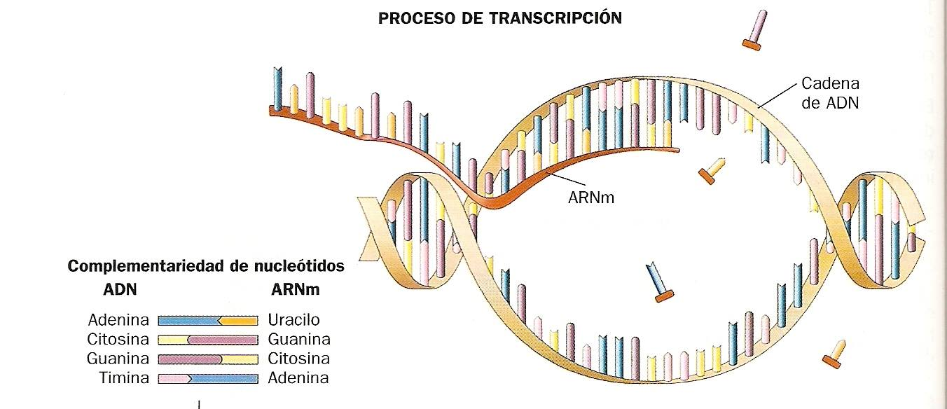 Biología Molecular: Transcripción genética.
