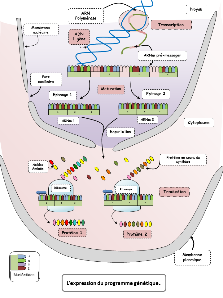 Expression de l’information génétique - cours de SVT 2BAC BIOF