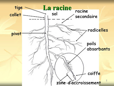 Cours de Biologie Végétale pour SVT S2 - Ch4
