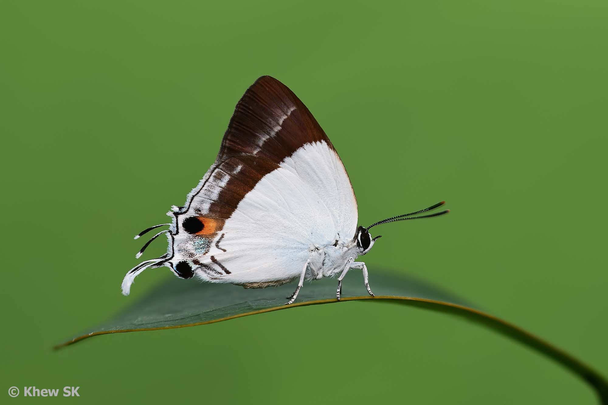 Butterflies of Singapore: Life History of the Banded Royal