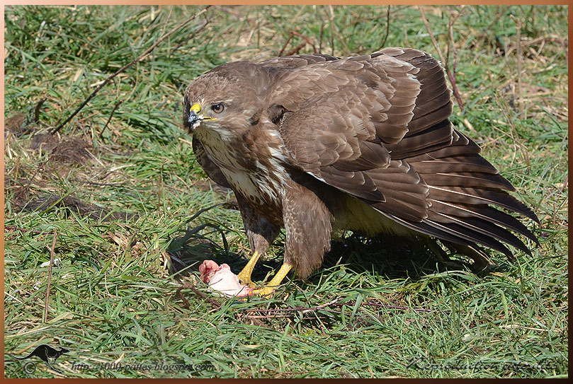 WILDLIFE GATEWAY: Danse avec une buse...