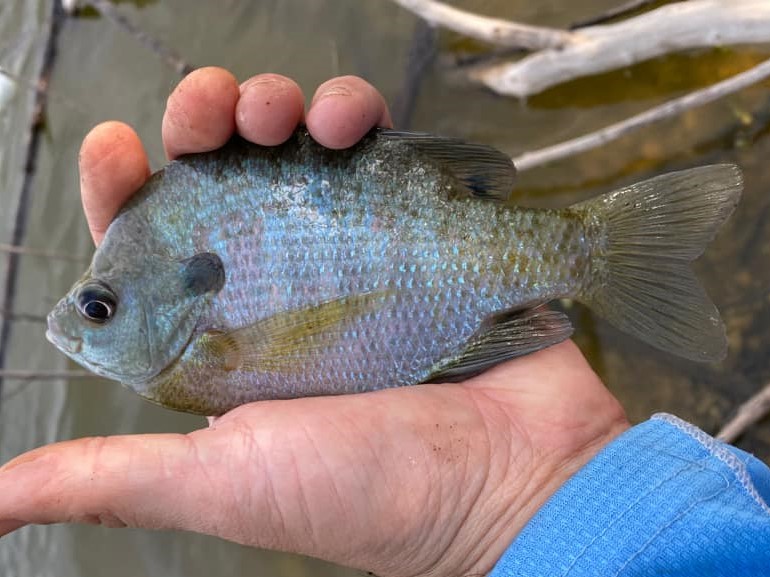 Bluegill