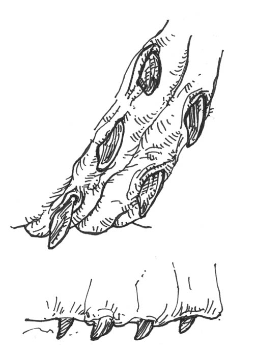 Scribblings or Something: On the Physiology of... the Otyugh - Part Six.