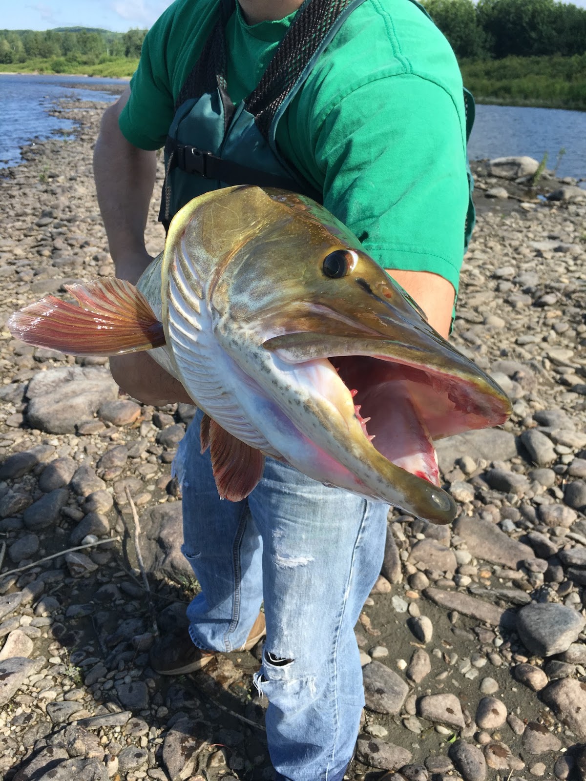Northern Maine Ridge Runners and River Rats: Muskie Mania!!