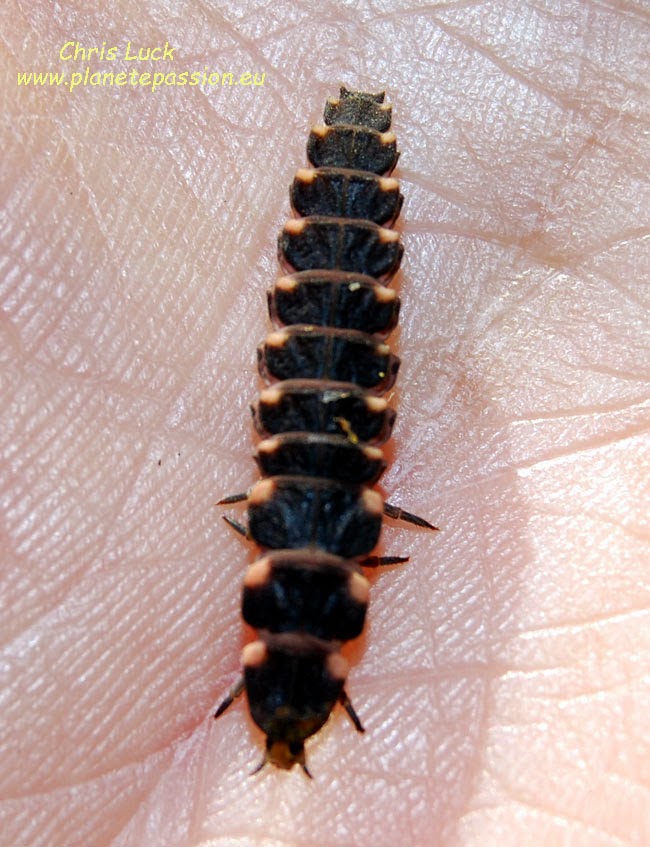 French wildlife and beekeeping: Glow-worms – Gardeners’ friends